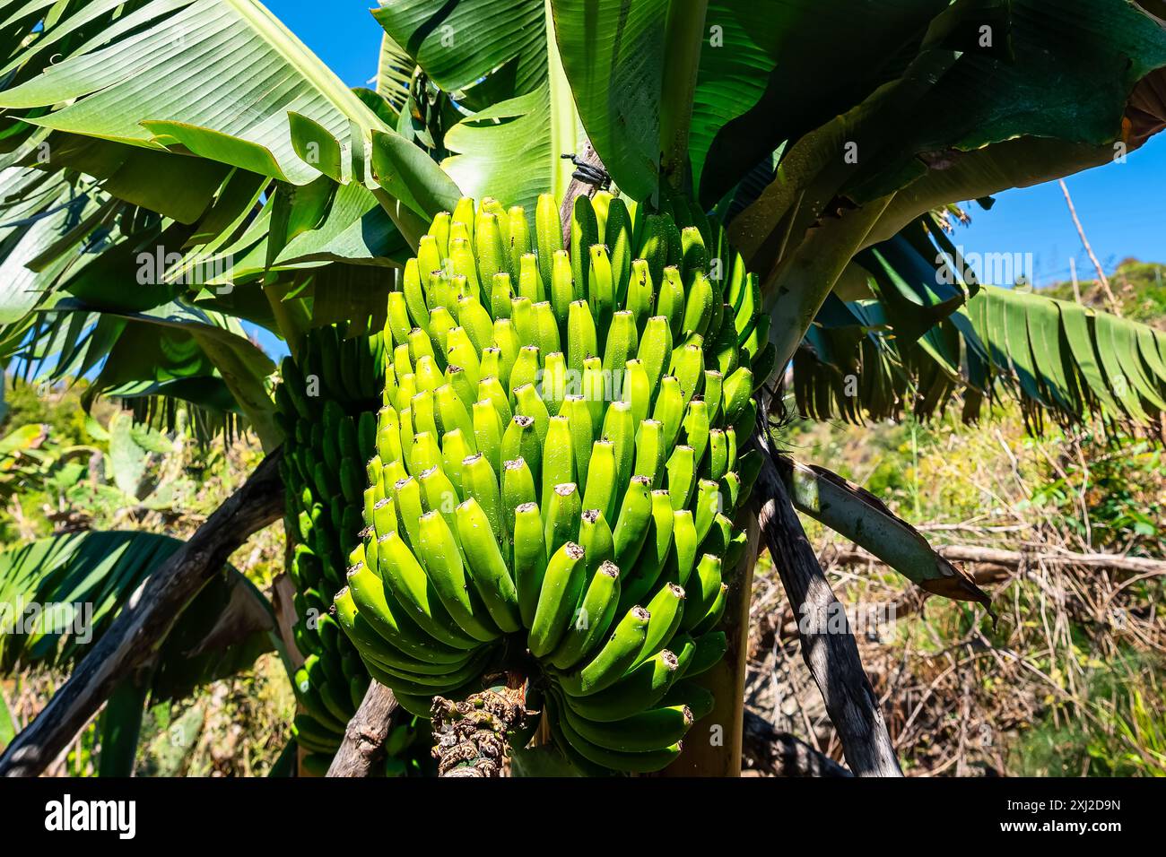 Bunches of green bananas ready to eat in the banana plantations of La ...