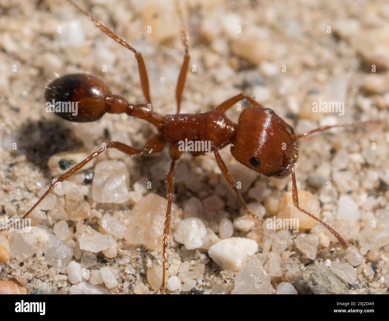 California Harvester Ant (Pogonomyrmex californicus) Insecta Stock ...