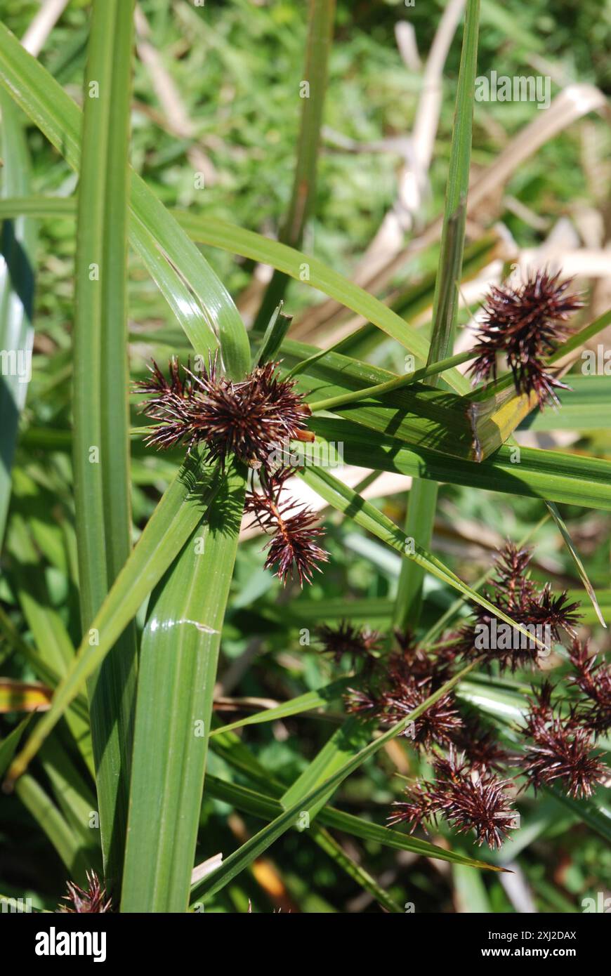 Common Leaf-rush (Cyperus lucidus) Plantae Stock Photo - Alamy