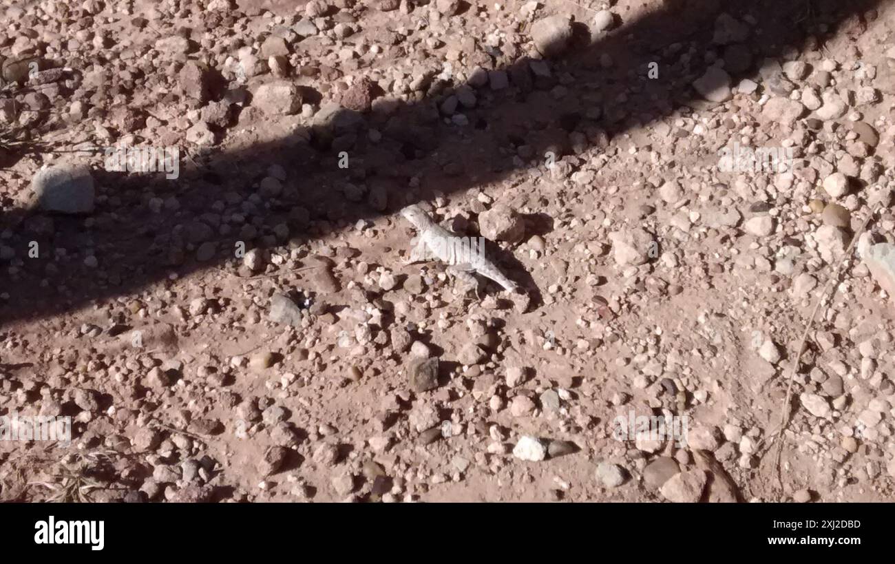 Greater Earless Lizard (Cophosaurus texanus) Reptilia Stock Photo - Alamy