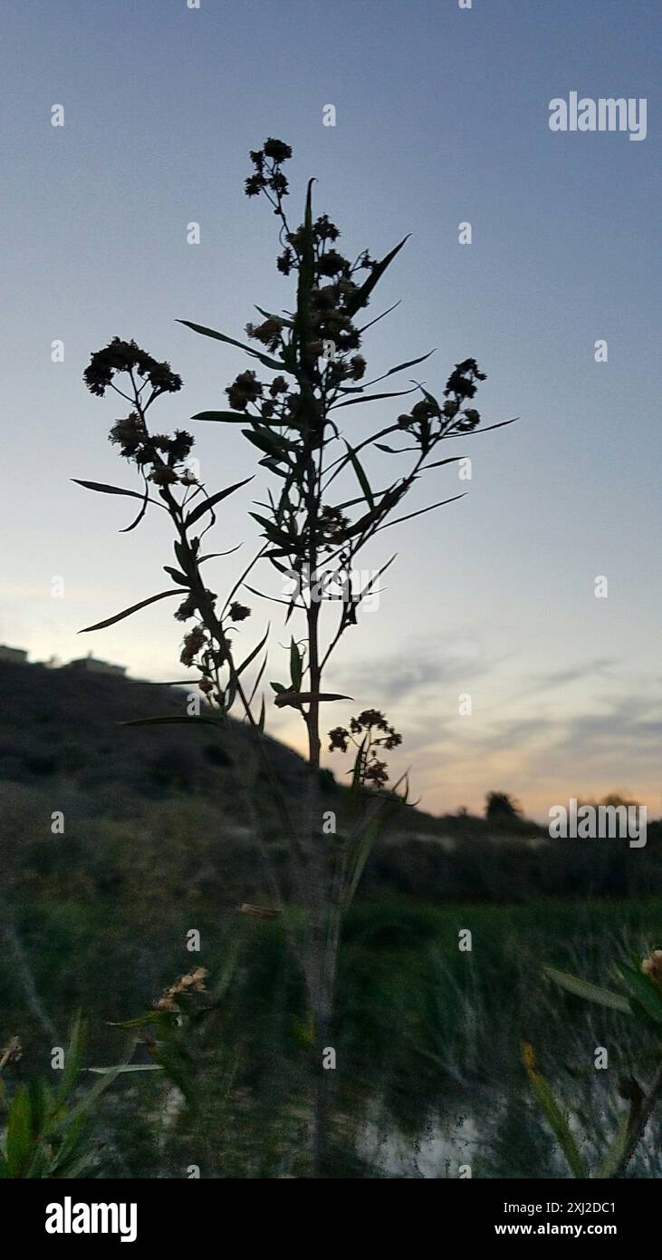 mule fat (Baccharis salicifolia) Plantae Stock Photo - Alamy