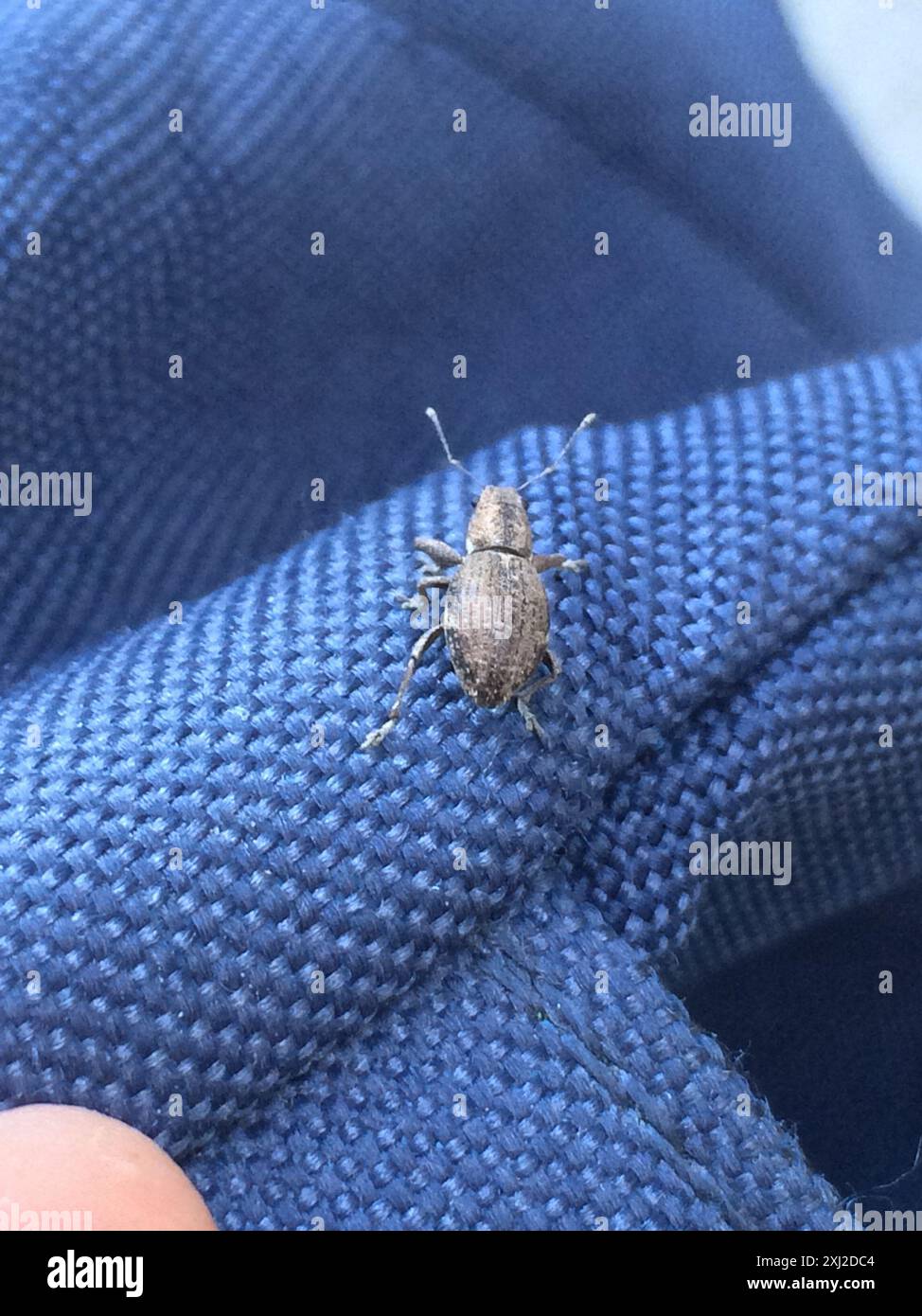 Fuller's rose weevil (Pantomorus cervinus) Insecta Stock Photo - Alamy