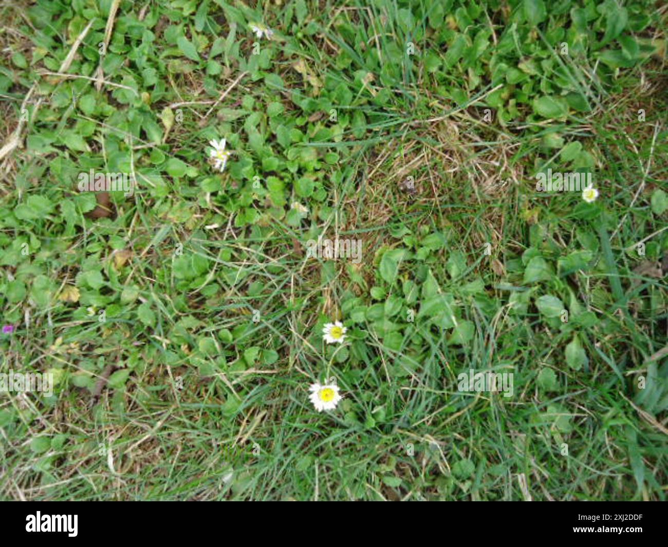 Lawn daisy (Bellis perennis) Plantae Stock Photo - Alamy