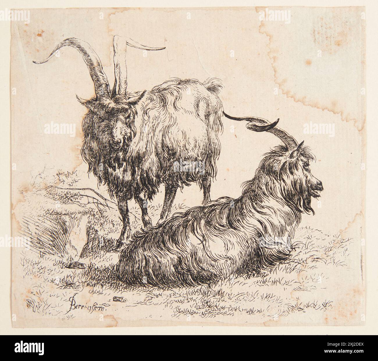 Etching by Nicolaes Berchem depicting two goats, one standing and one ...