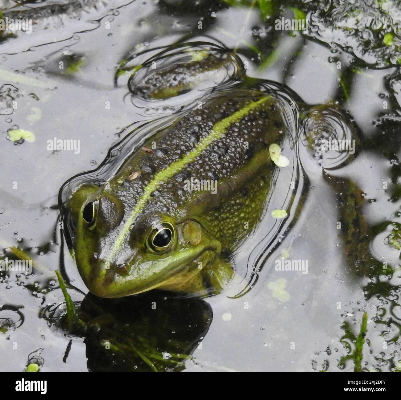 Water Frogs (Pelophylax) Amphibia Stock Photo - Alamy
