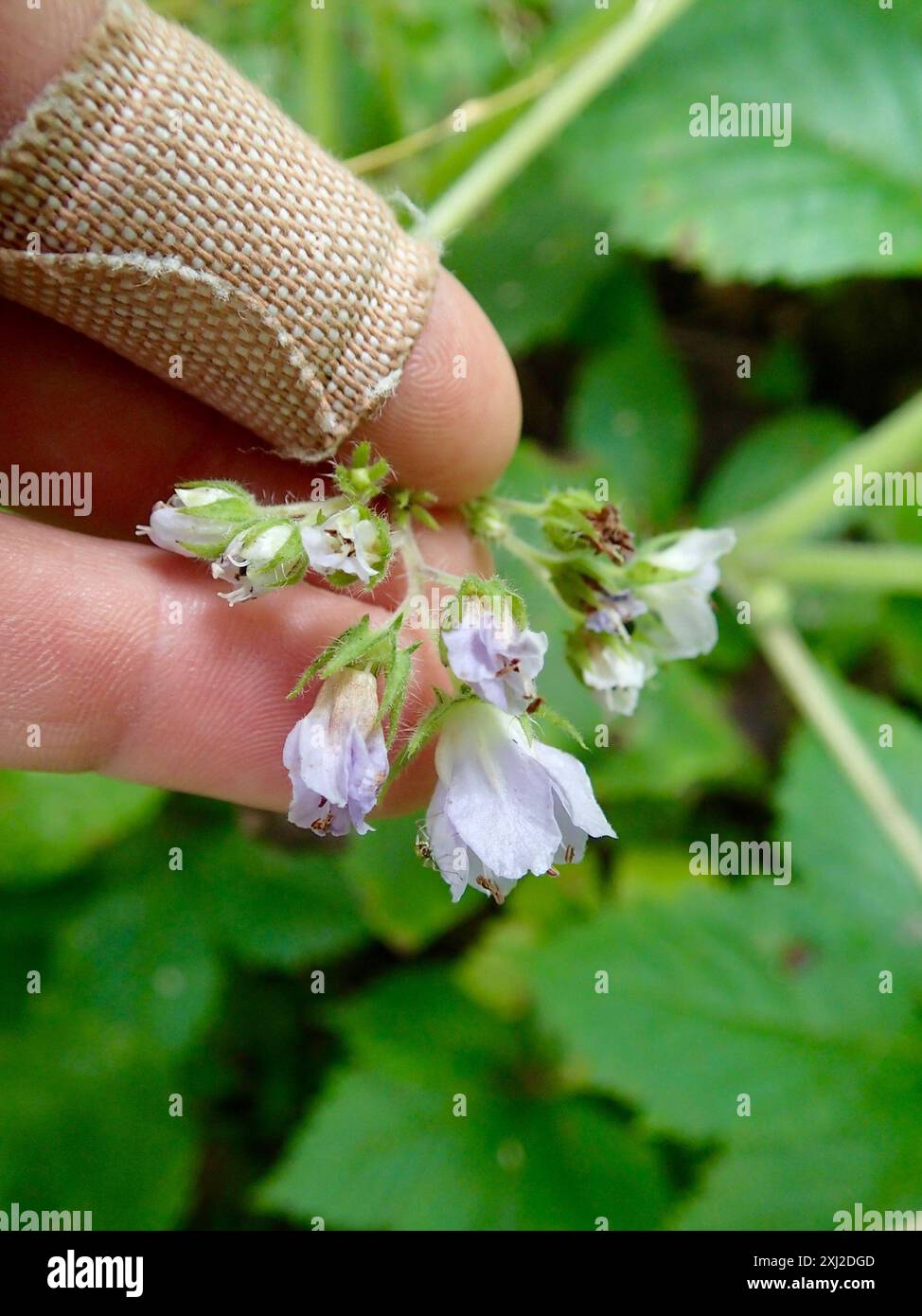 great waterleaf (Hydrophyllum appendiculatum) Plantae Stock Photo - Alamy