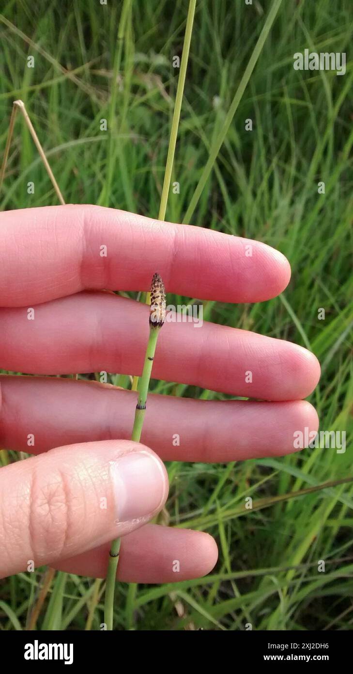 smooth horsetail (Equisetum laevigatum) Plantae Stock Photo - Alamy
