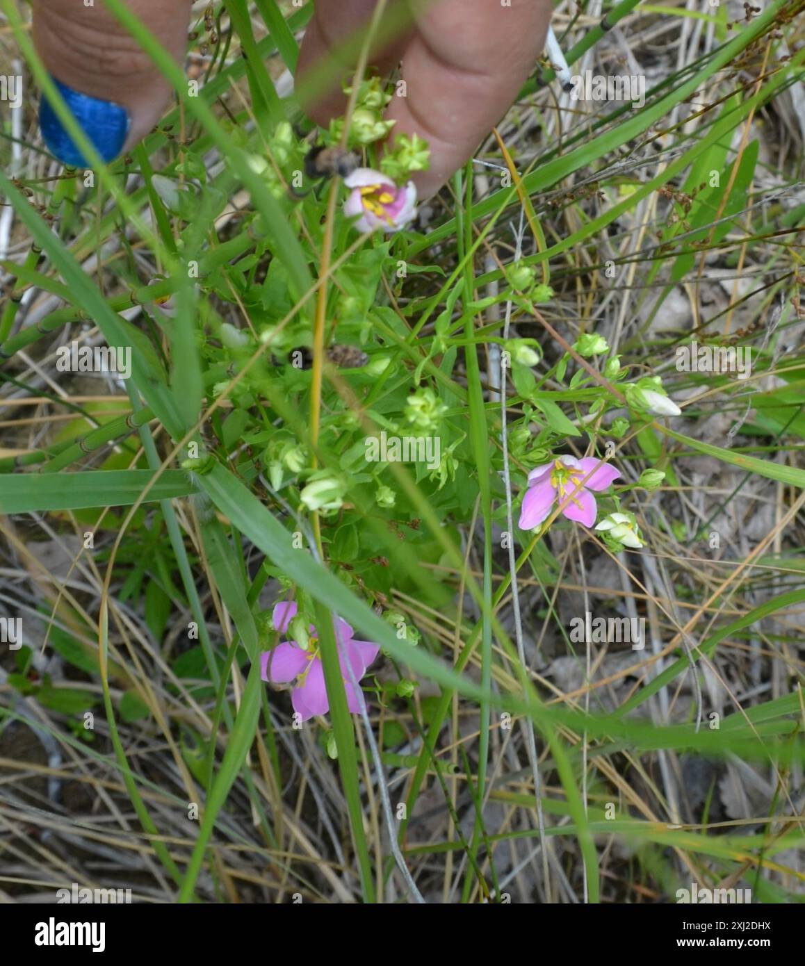 Rosepink (Sabatia angularis) Plantae Stock Photo - Alamy