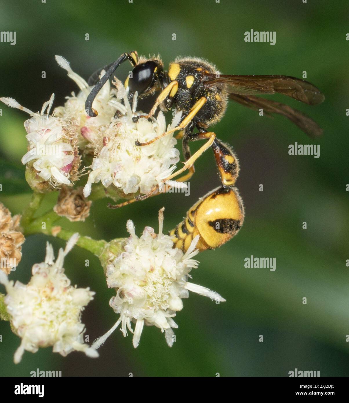 Cross Potter Wasp (Eumenes crucifera) Insecta Stock Photo - Alamy