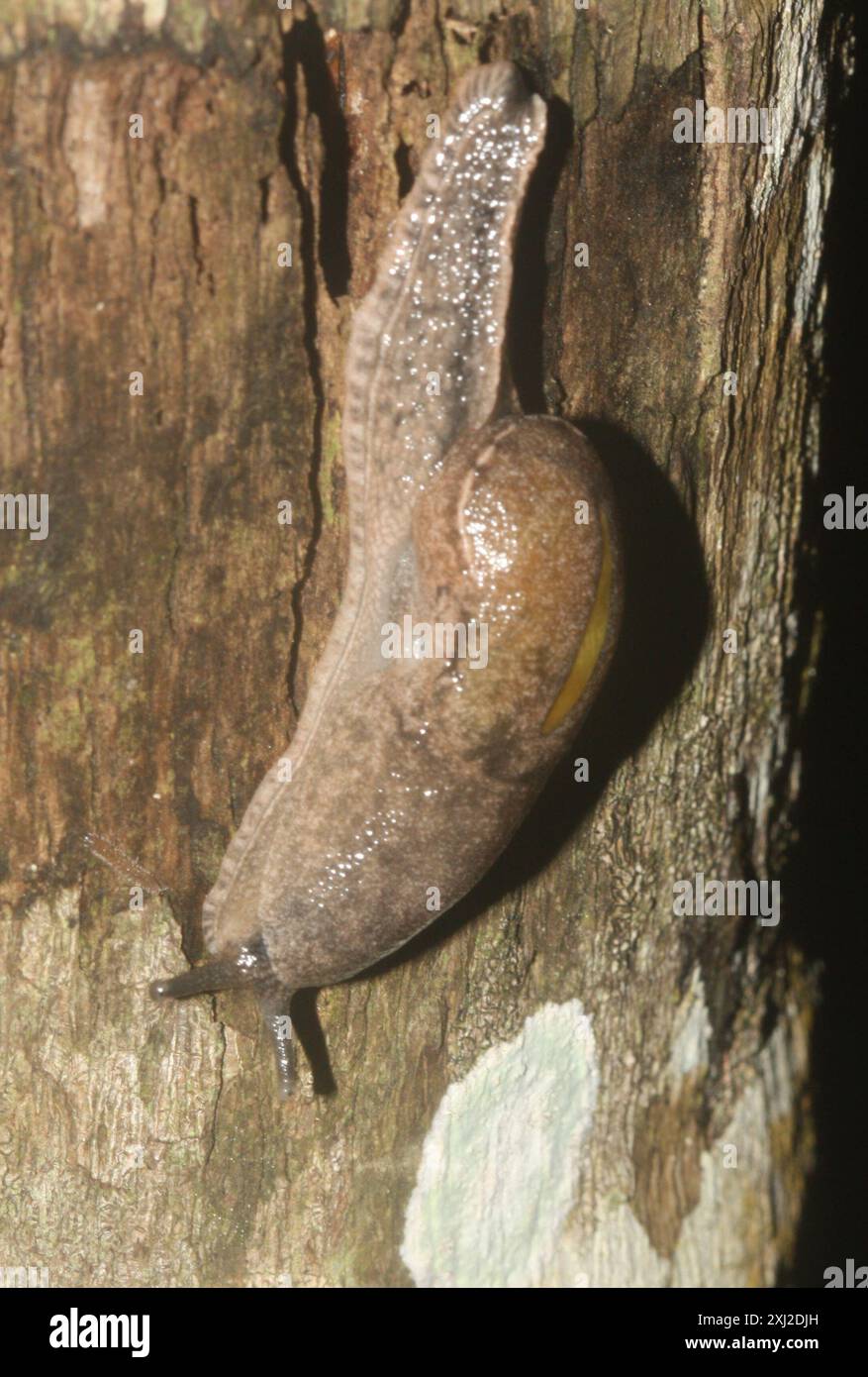 Yellow-shelled semi-slug (Parmarion martensi) Mollusca Stock Photo - Alamy