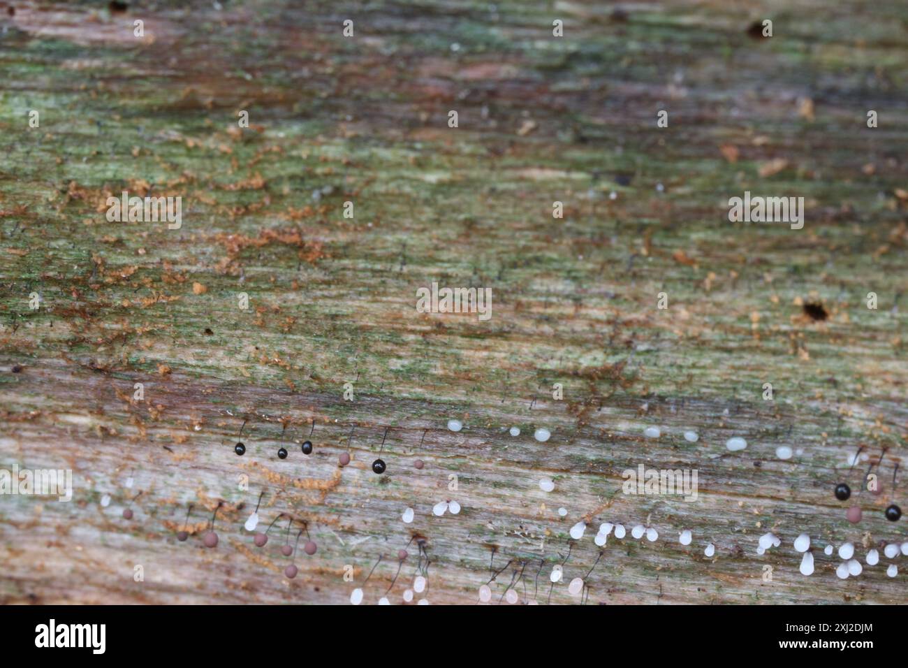 (Comatricha nigra) Protozoa Stock Photo - Alamy