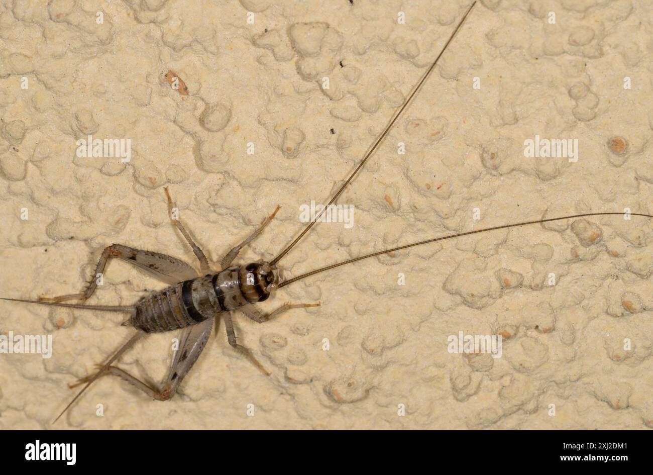 Tropical house cricket hi-res stock photography and images - Alamy