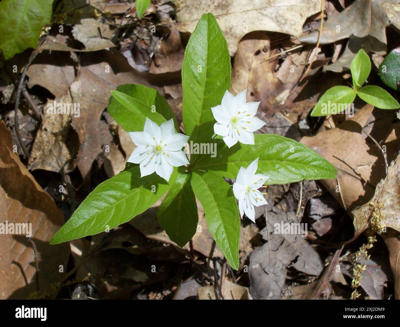 northern starflower (Lysimachia borealis) Plantae Stock Photo - Alamy
