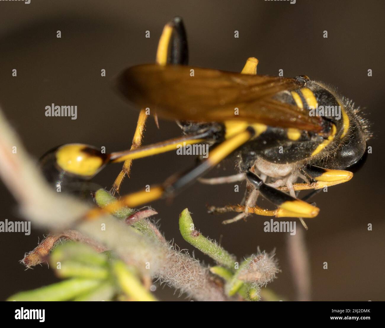 Yellow-legged Mud-dauber Wasp (Sceliphron caementarium) Insecta Stock ...