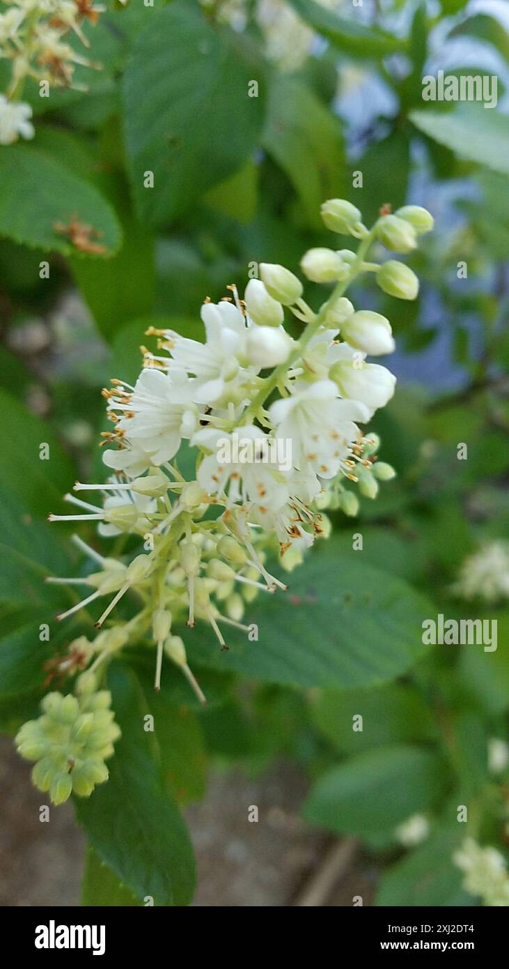 Sweet Pepperbush (Clethra alnifolia) Plantae Stock Photo - Alamy