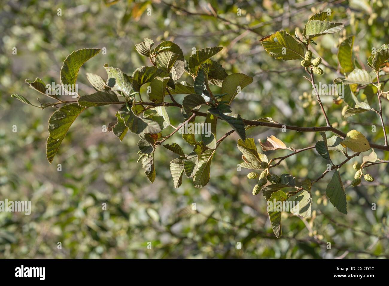 white alder (Alnus rhombifolia) Plantae Stock Photo - Alamy