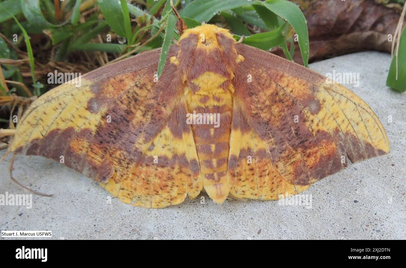 Imperial Moth (Eacles imperialis) Insecta Stock Photo - Alamy
