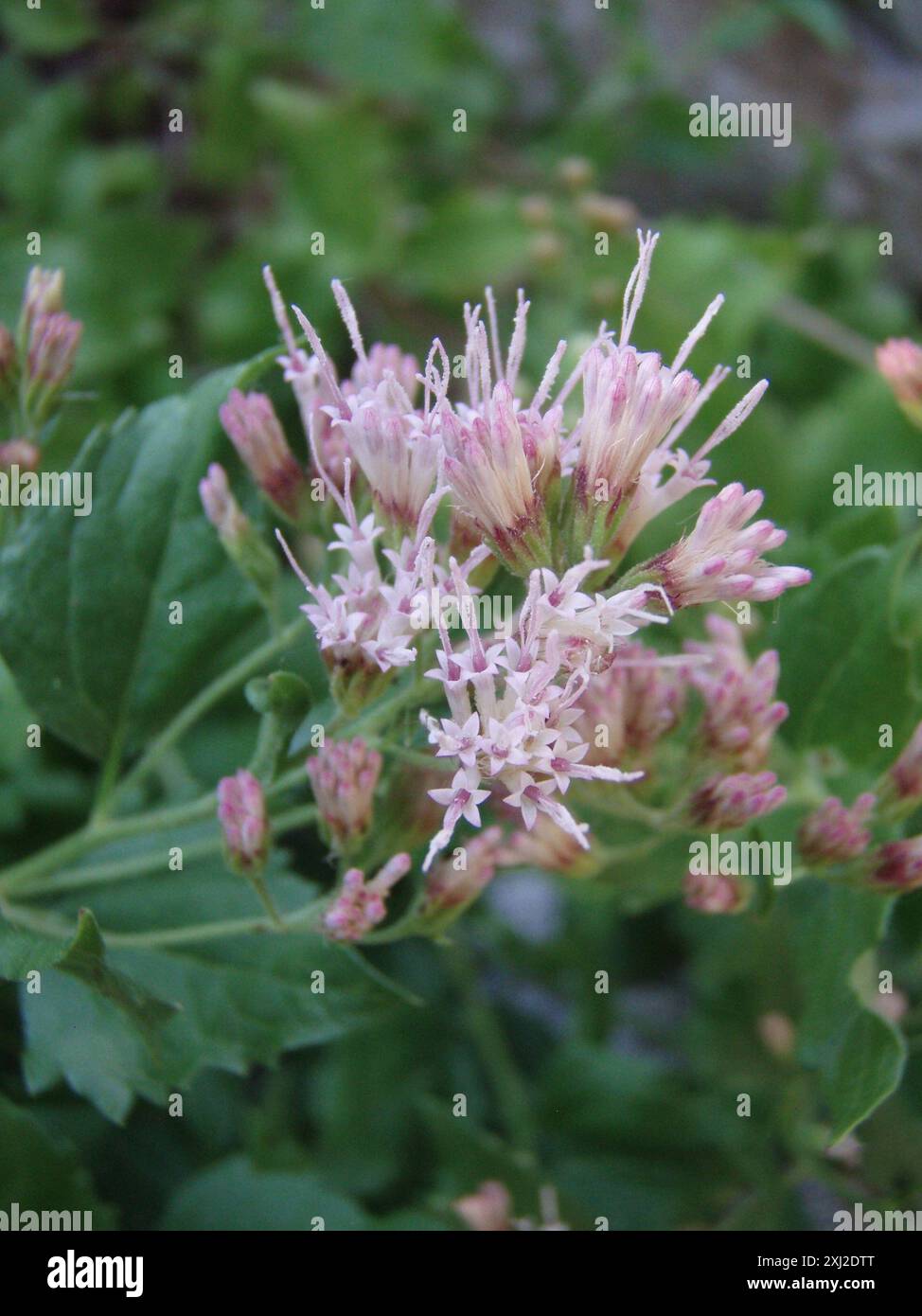 Western Snakeroot (Ageratina occidentalis) Plantae Stock Photo - Alamy