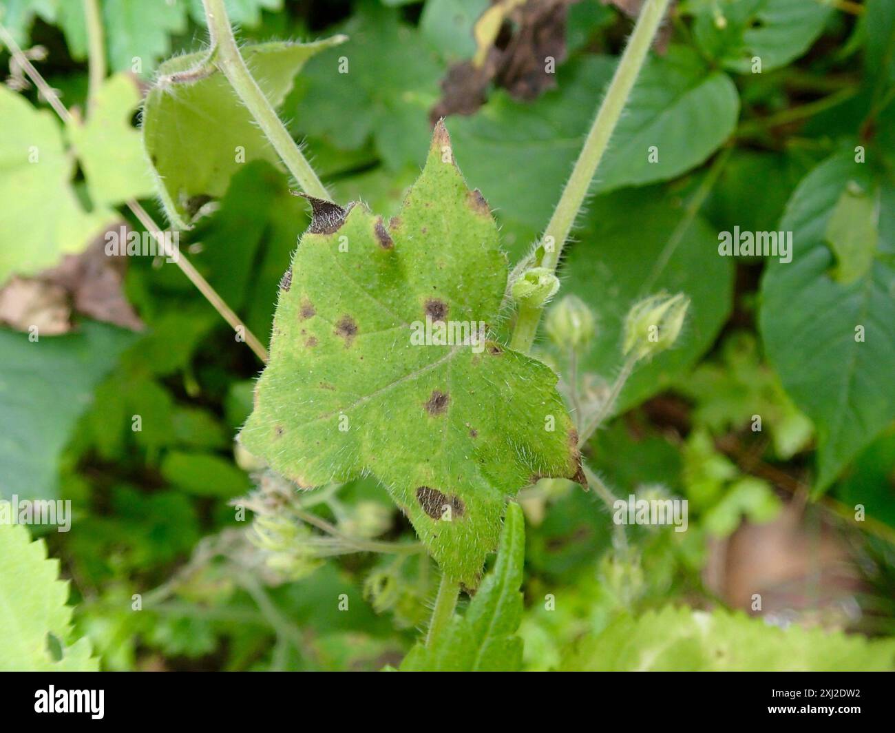 great waterleaf (Hydrophyllum appendiculatum) Plantae Stock Photo - Alamy