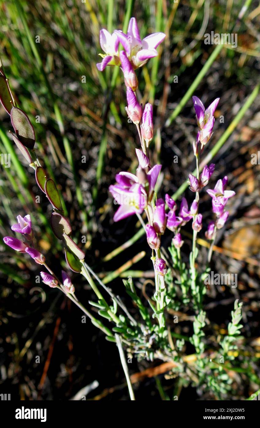 Tree Sunsorrel (Heliophila glauca) Plantae Stock Photo - Alamy