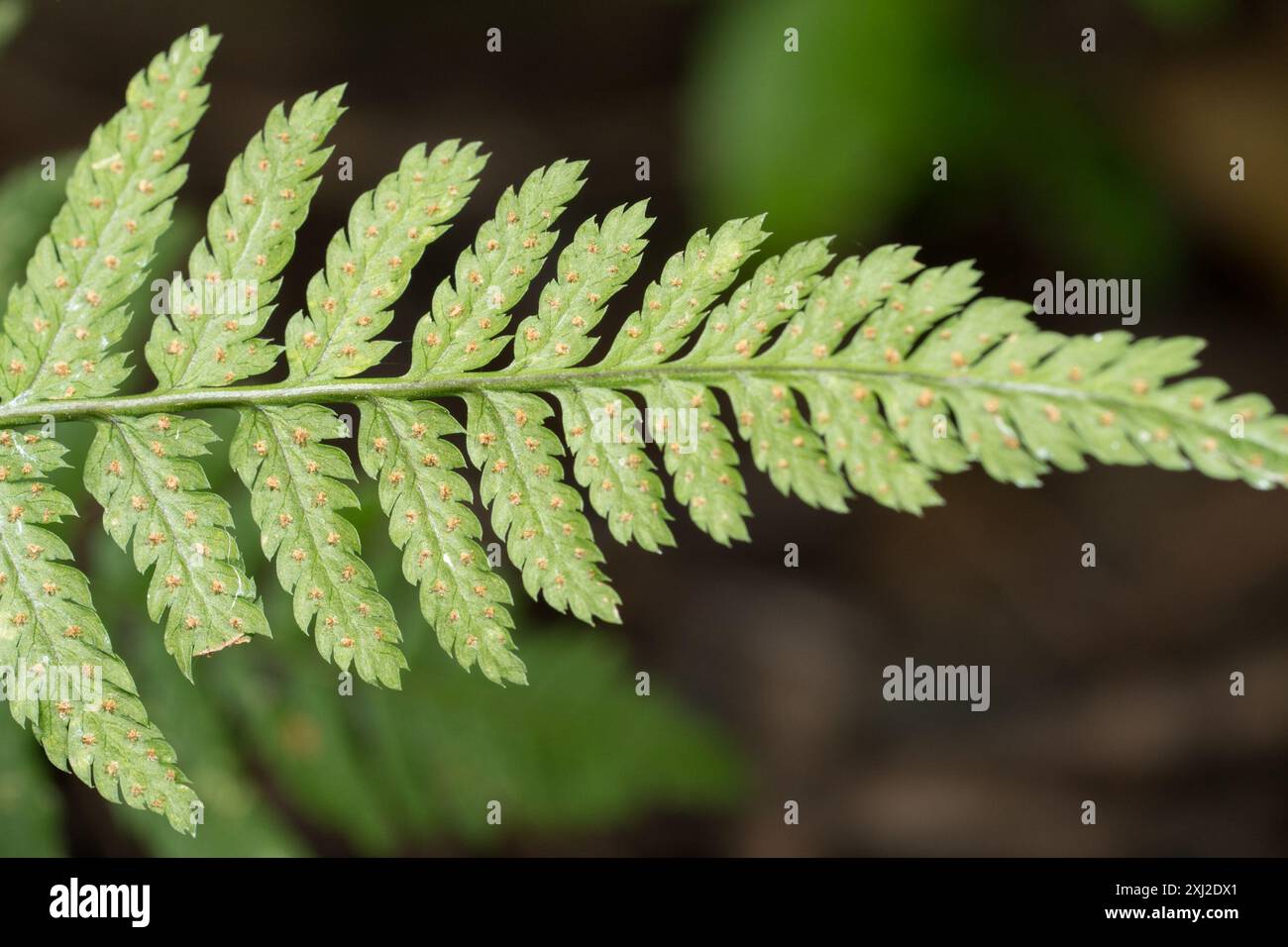 spinulose wood fern (Dryopteris carthusiana) Plantae Stock Photo - Alamy