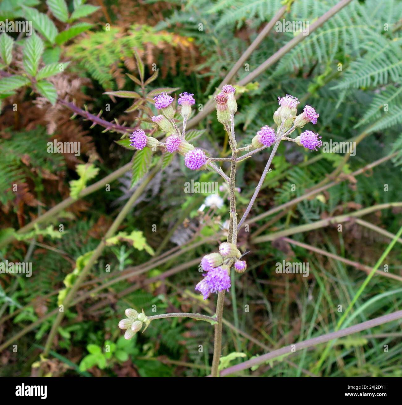 Purple Ragwort (Senecio purpureus) Plantae Stock Photo - Alamy