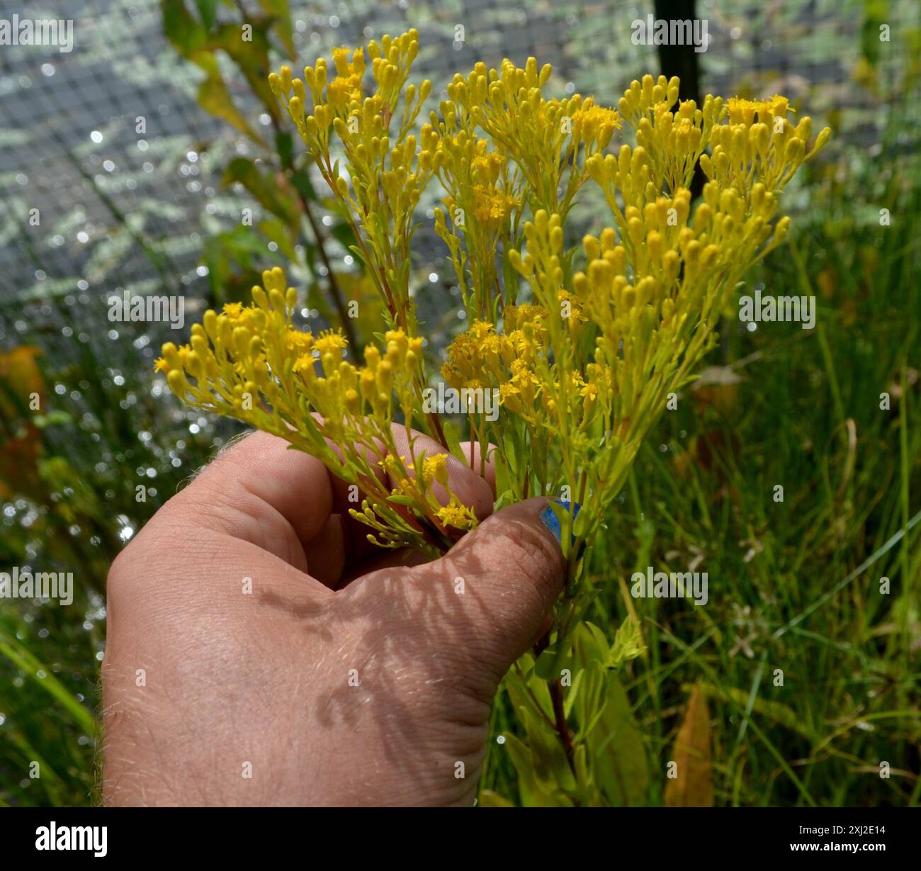 Solidago ohioensis hi-res stock photography and images - Alamy
