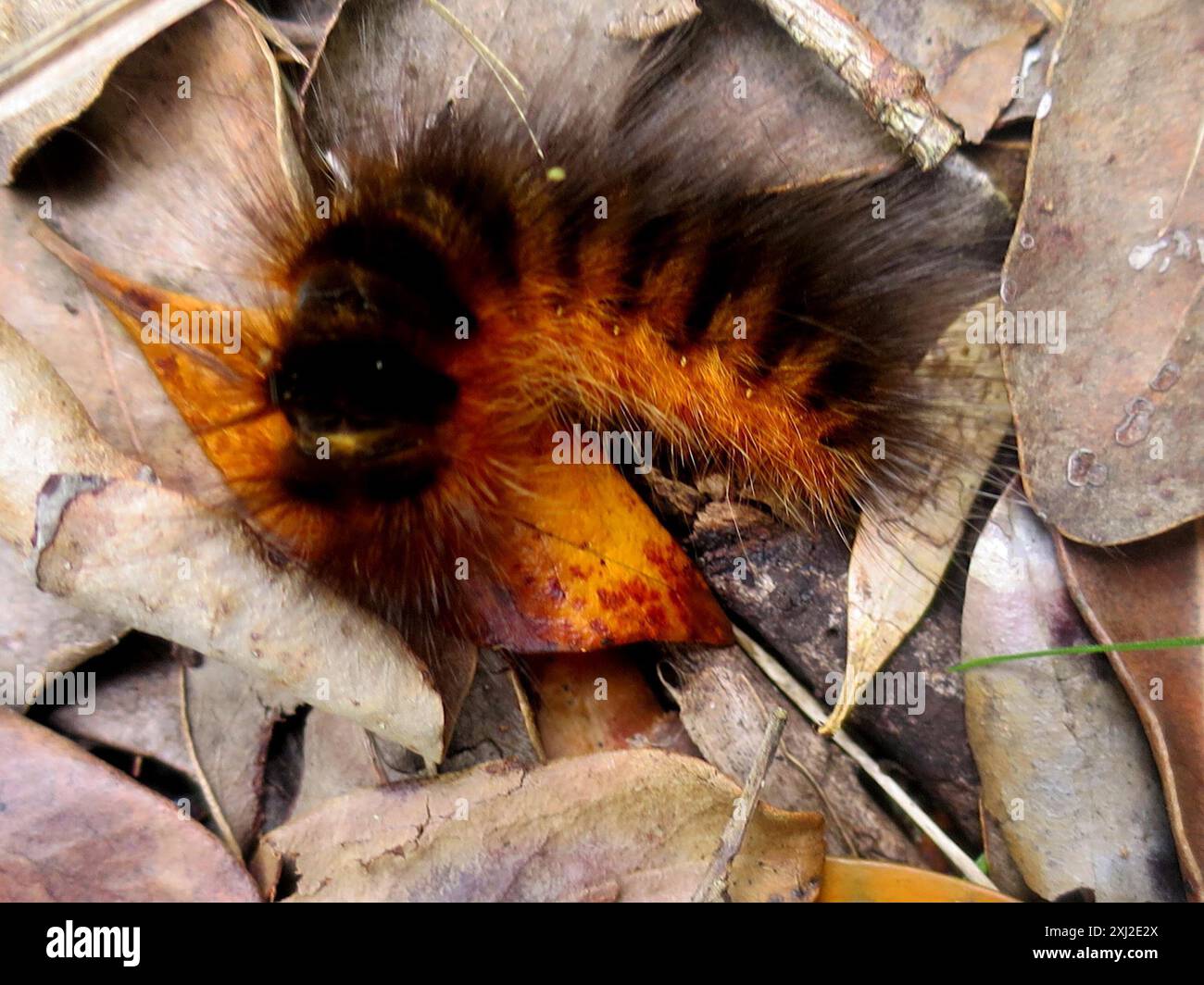 Monkey Moths (Eupterotidae) Insecta Stock Photo - Alamy