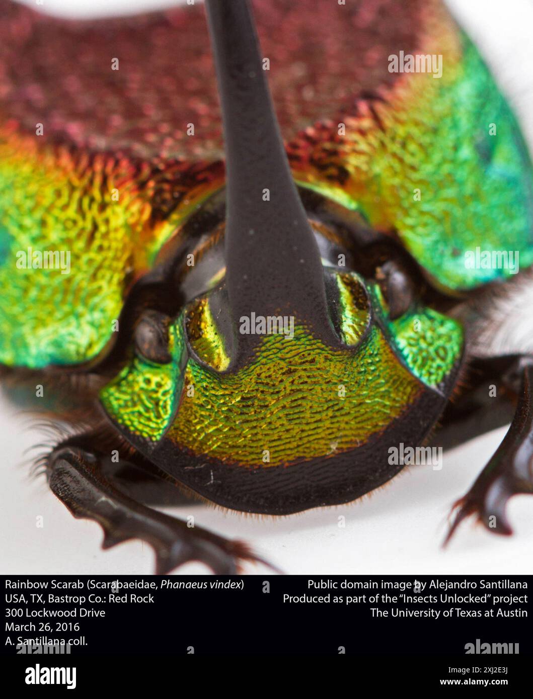 (Phanaeus difformis) Insecta Stock Photo - Alamy