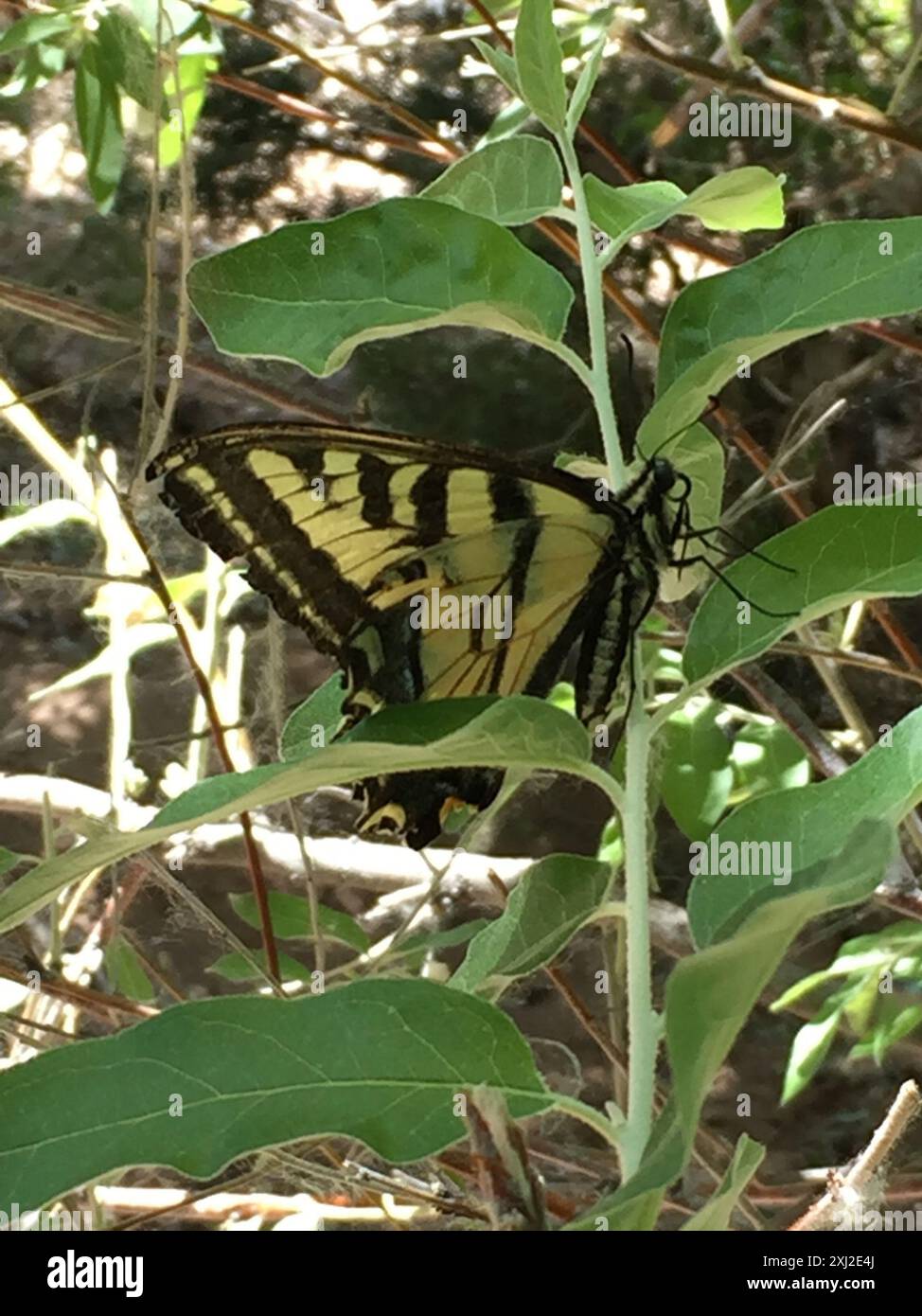 Western Tiger Swallowtail (Papilio rutulus) Insecta Stock Photo - Alamy