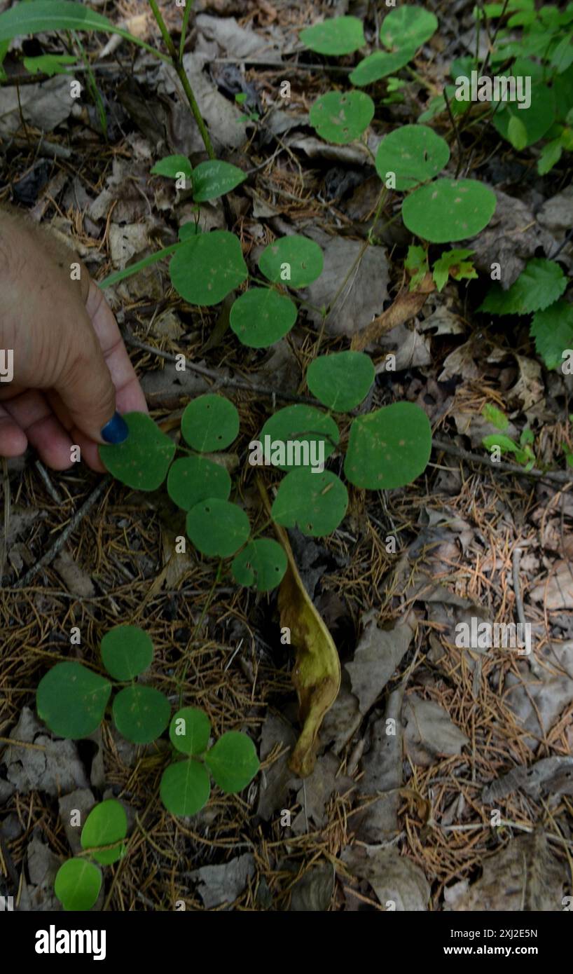 Round-leaved Trailing Tick-trefoil (Desmodium rotundifolium) Plantae ...
