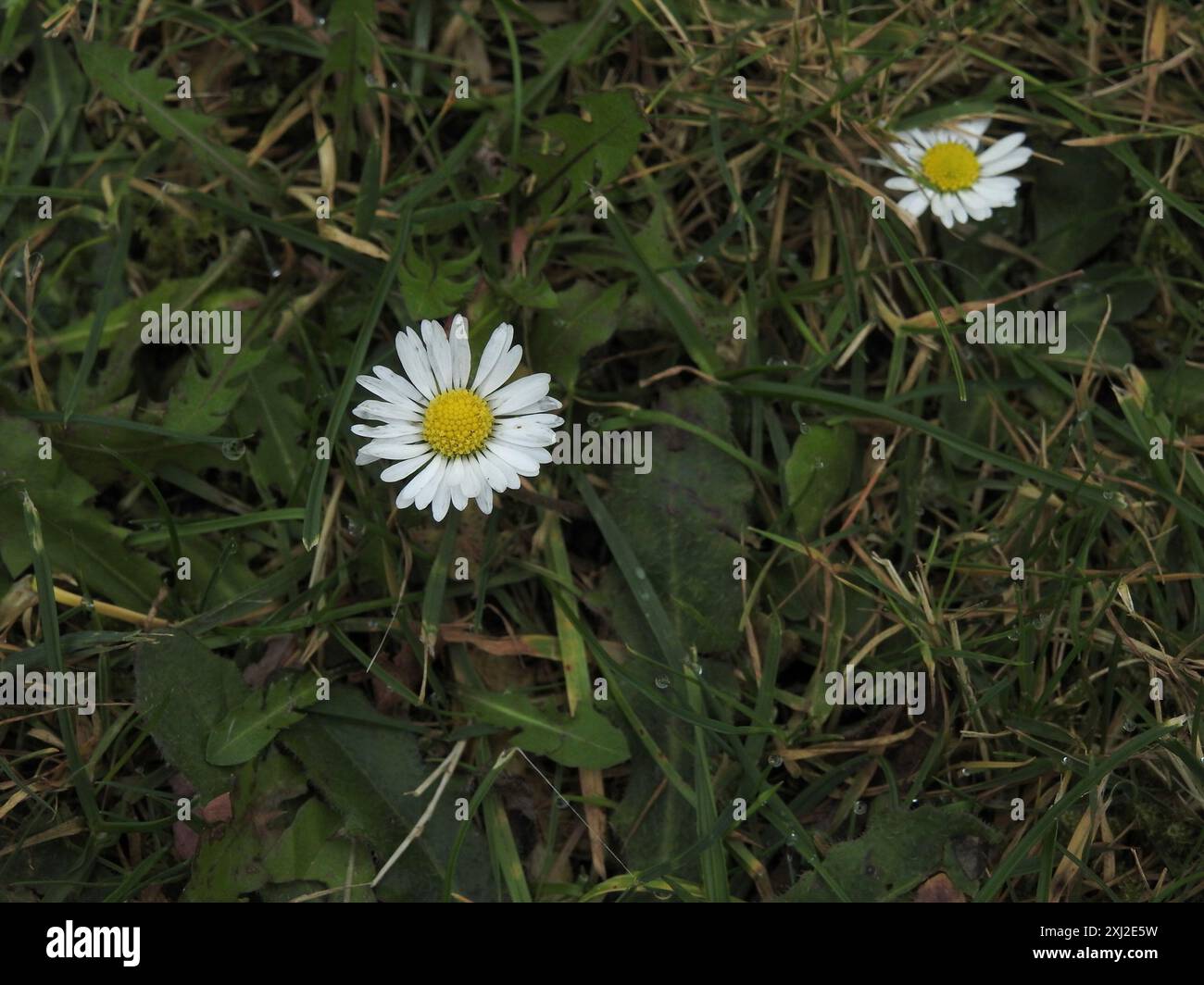 Lawn daisy (Bellis perennis) Plantae Stock Photo - Alamy