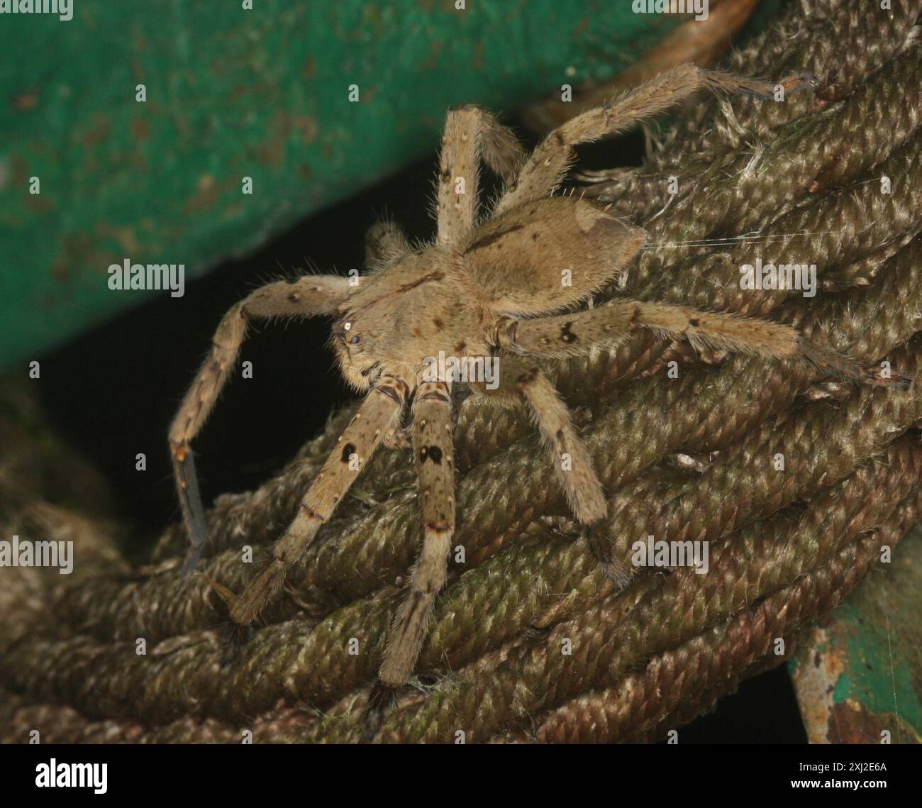 Pingtung Huntsman (Heteropoda pingtungensis) Arachnida Stock Photo - Alamy