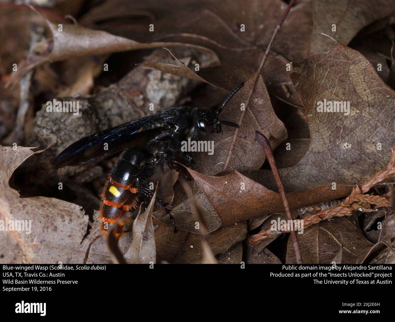 Blue winged scoliid wasp hi-res stock photography and images - Alamy