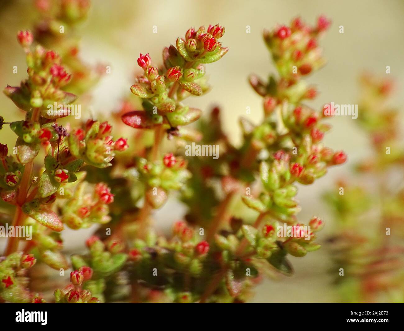 sand pygmyweed (Crassula connata) Plantae Stock Photo - Alamy