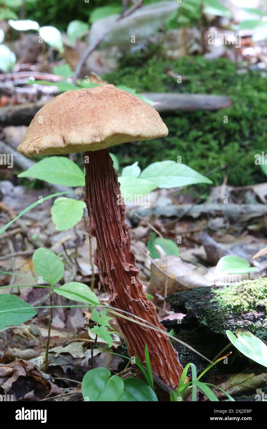 Russell's Bolete (Aureoboletus russellii) Fungi Stock Photo - Alamy