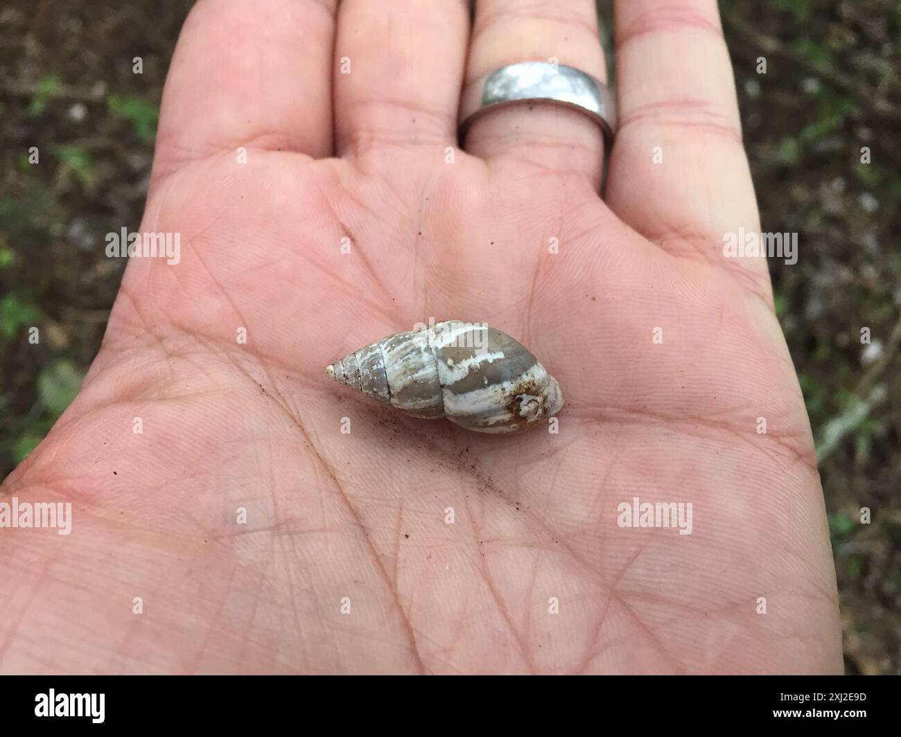 Striped Rabdotus Snail (Rabdotus alternatus) Mollusca Stock Photo - Alamy