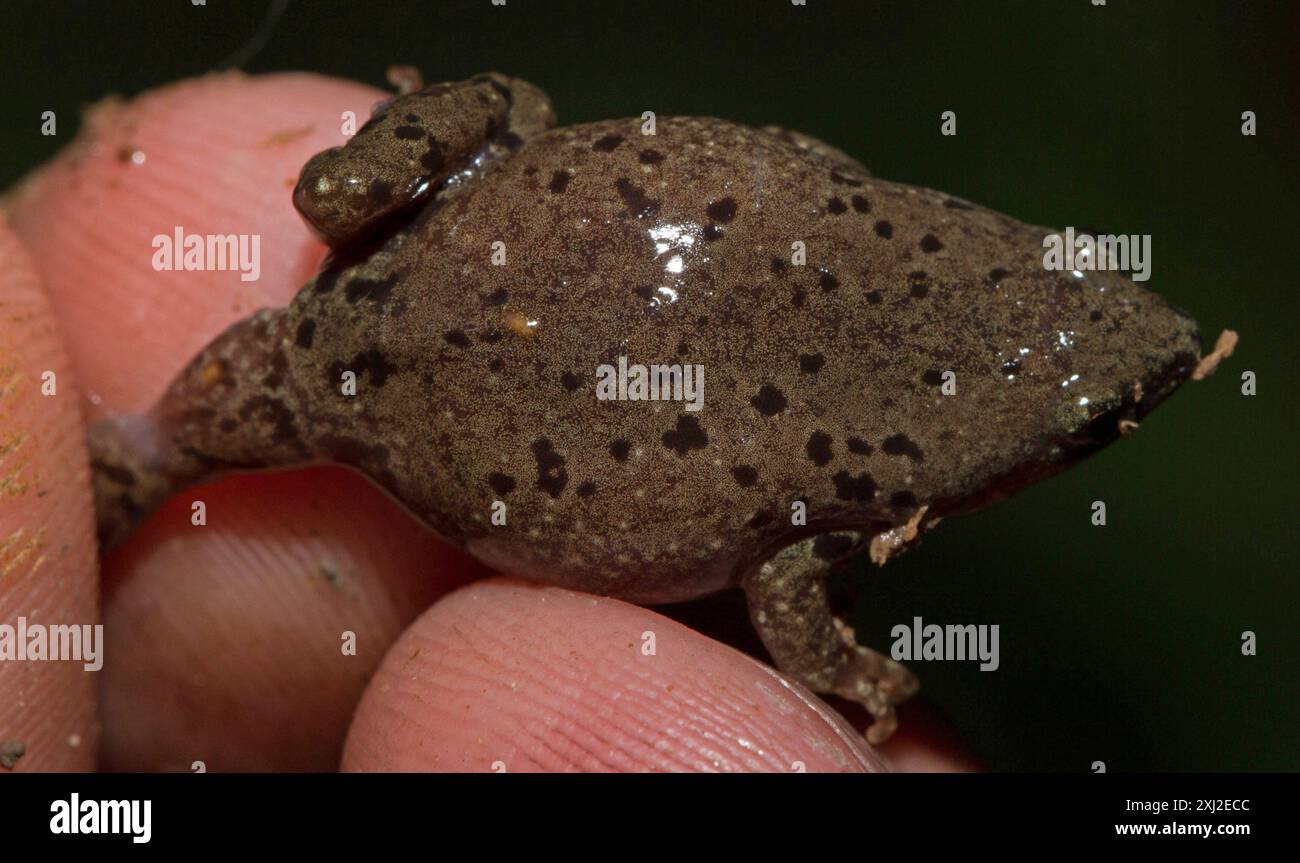 Western Narrow-mouthed Toad (Gastrophryne olivacea) Amphibia Stock ...