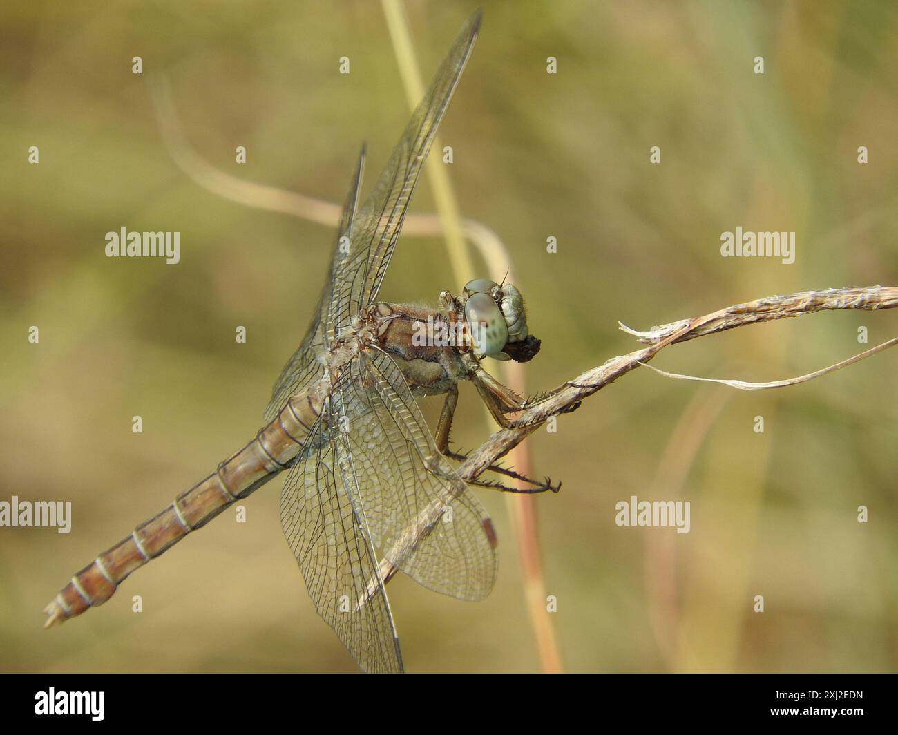 Southern Skimmer (Orthetrum brunneum) Insecta Stock Photo - Alamy