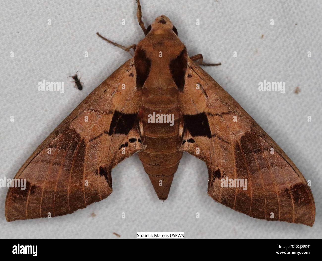 Sphinx achemon hi-res stock photography and images - Alamy