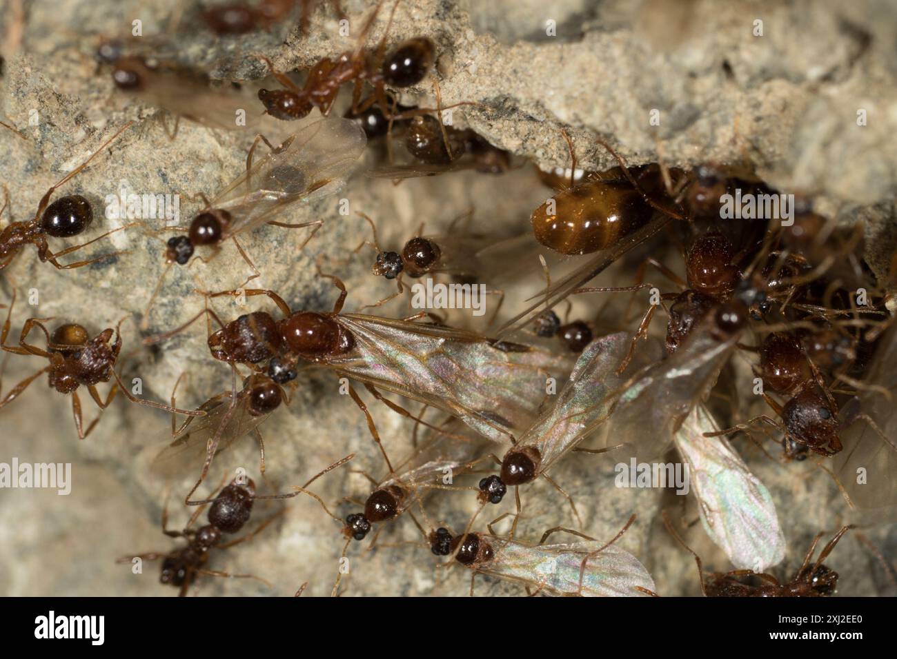 Western Collared Ant (Aphaenogaster occidentalis) Insecta Stock Photo ...