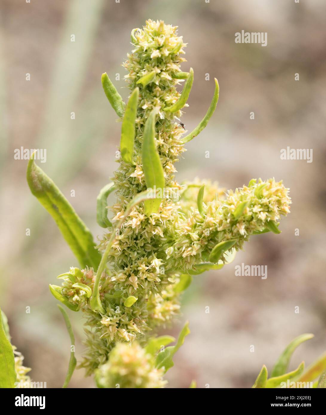 golden dock (Rumex fueginus) Plantae Stock Photo - Alamy