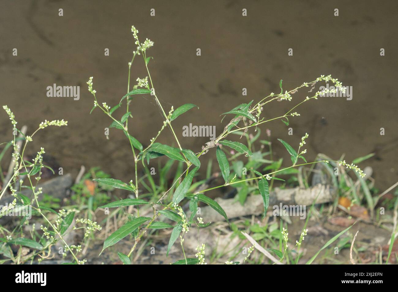 Dotted Smartweed (Persicaria punctata) Plantae Stock Photo - Alamy