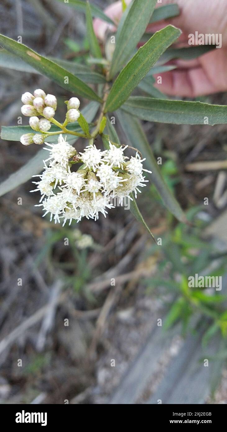 mule fat (Baccharis salicifolia) Plantae Stock Photo - Alamy