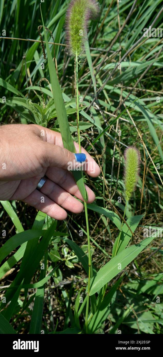 Foxtail Bristle-grass (Setaria italica) Plantae Stock Photo - Alamy