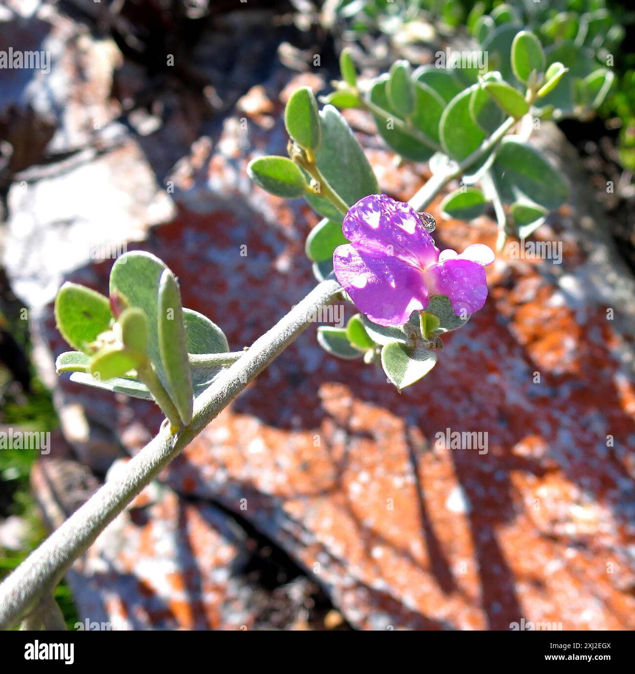 Hairy Capesweetpea (Podalyria burchellii) Plantae Stock Photo - Alamy