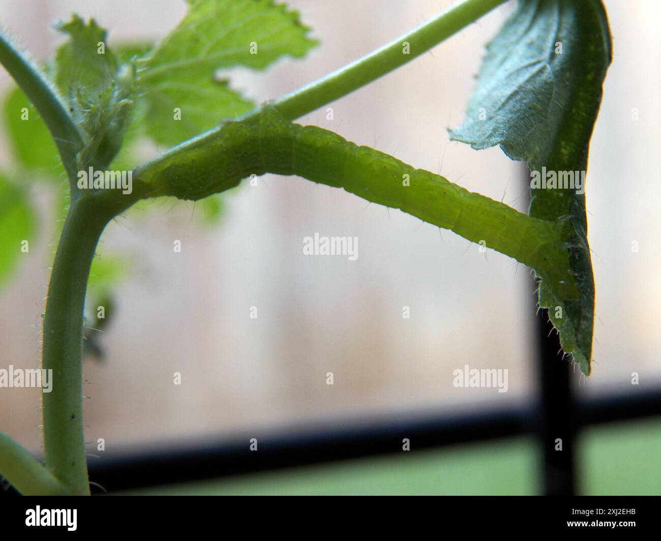 Plusiine Looper Moths (Plusiinae) Insecta Stock Photo - Alamy