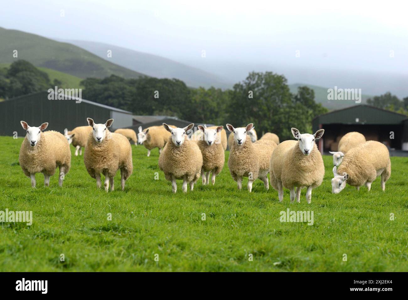 Lambs ready for market on a Cumbria Hill Sheep Farm in the Northern ...