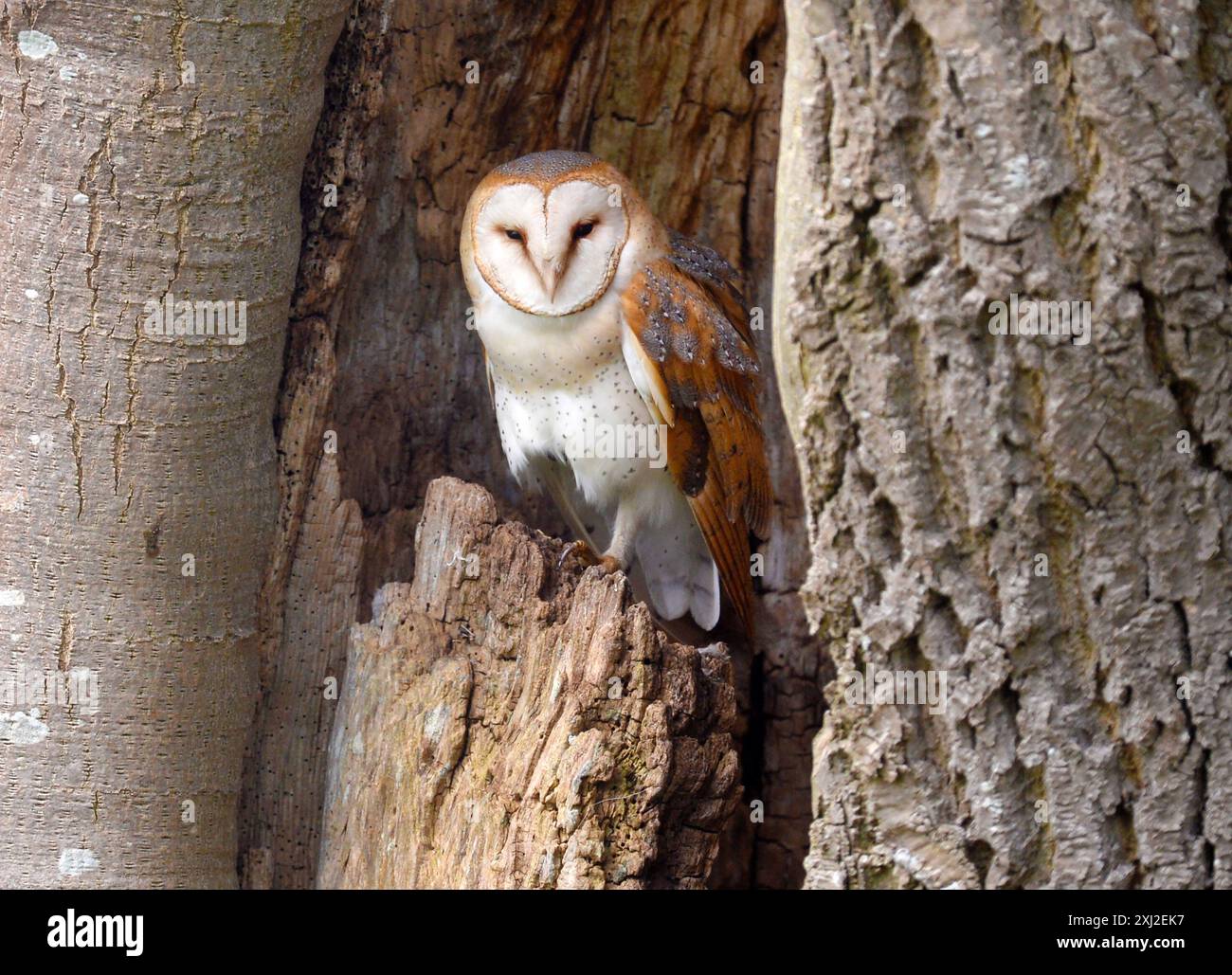 British barn owls roosting hi-res stock photography and images - Alamy