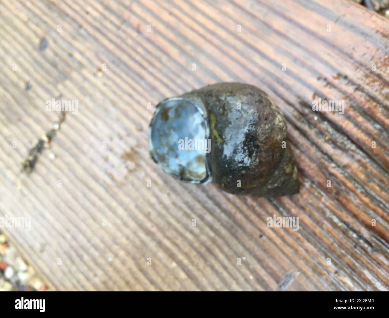 Chinese Mystery Snail (Cipangopaludina chinensis) Mollusca Stock Photo ...